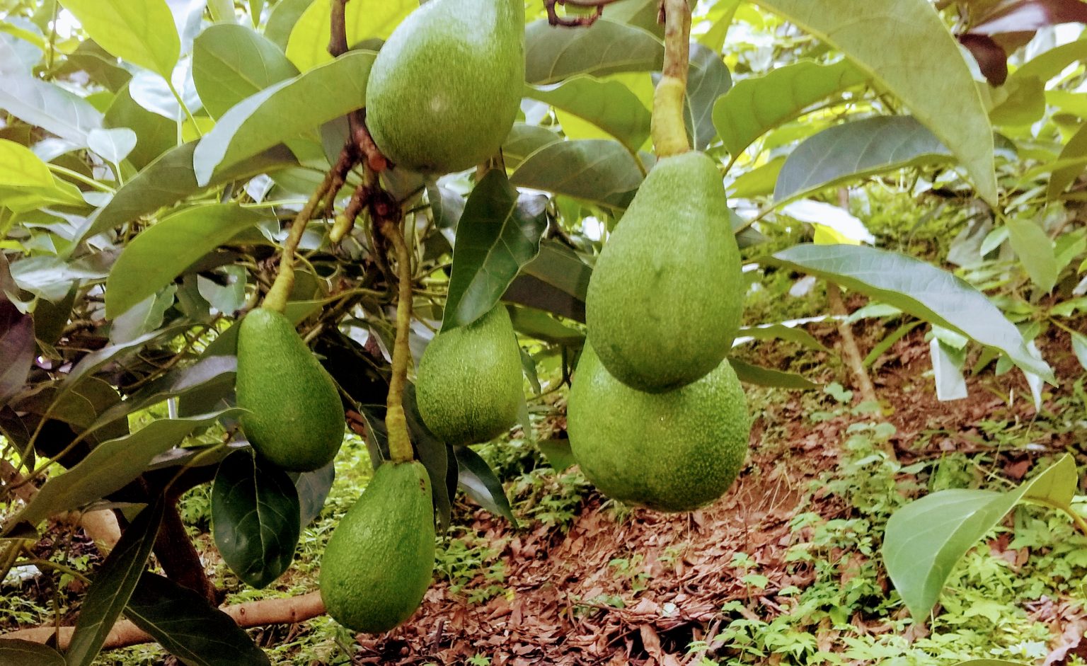 自然栽培の国産アボカド（フェルテ）の収穫が始まりました。 – Avocado Lounge Arita（アボカドラウンジ有田）