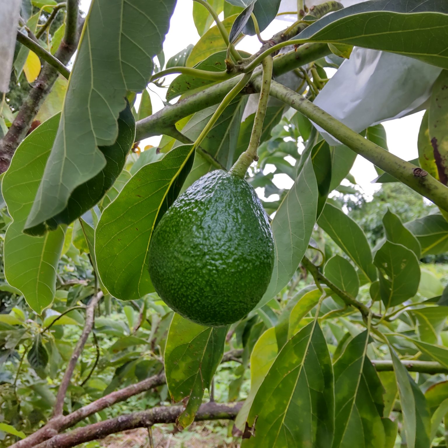 自然栽培の国産アボカド、新しい品種できました。 – Avocado Lounge Arita（アボカドラウンジ有田）